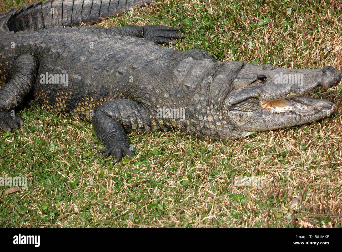 Morelet’s crocodile hi-res stock photography and images - Alamy