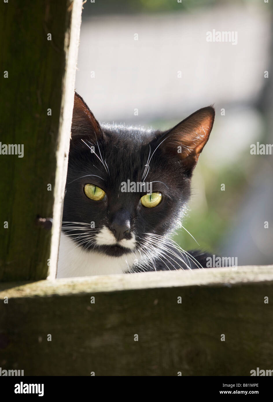 Cat pics hi-res stock photography and images - Alamy