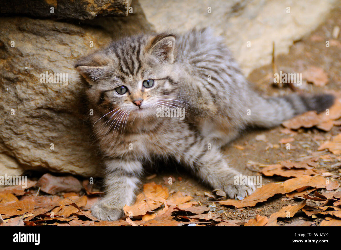 Itchy kitty hi-res stock photography and images - Alamy
