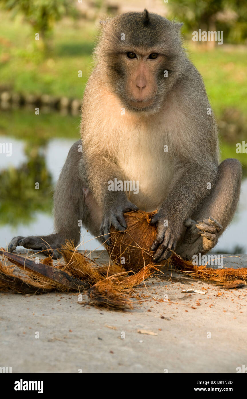 monkey trying to open a coconut in Bangkok Thailand Stock Photo - Alamy