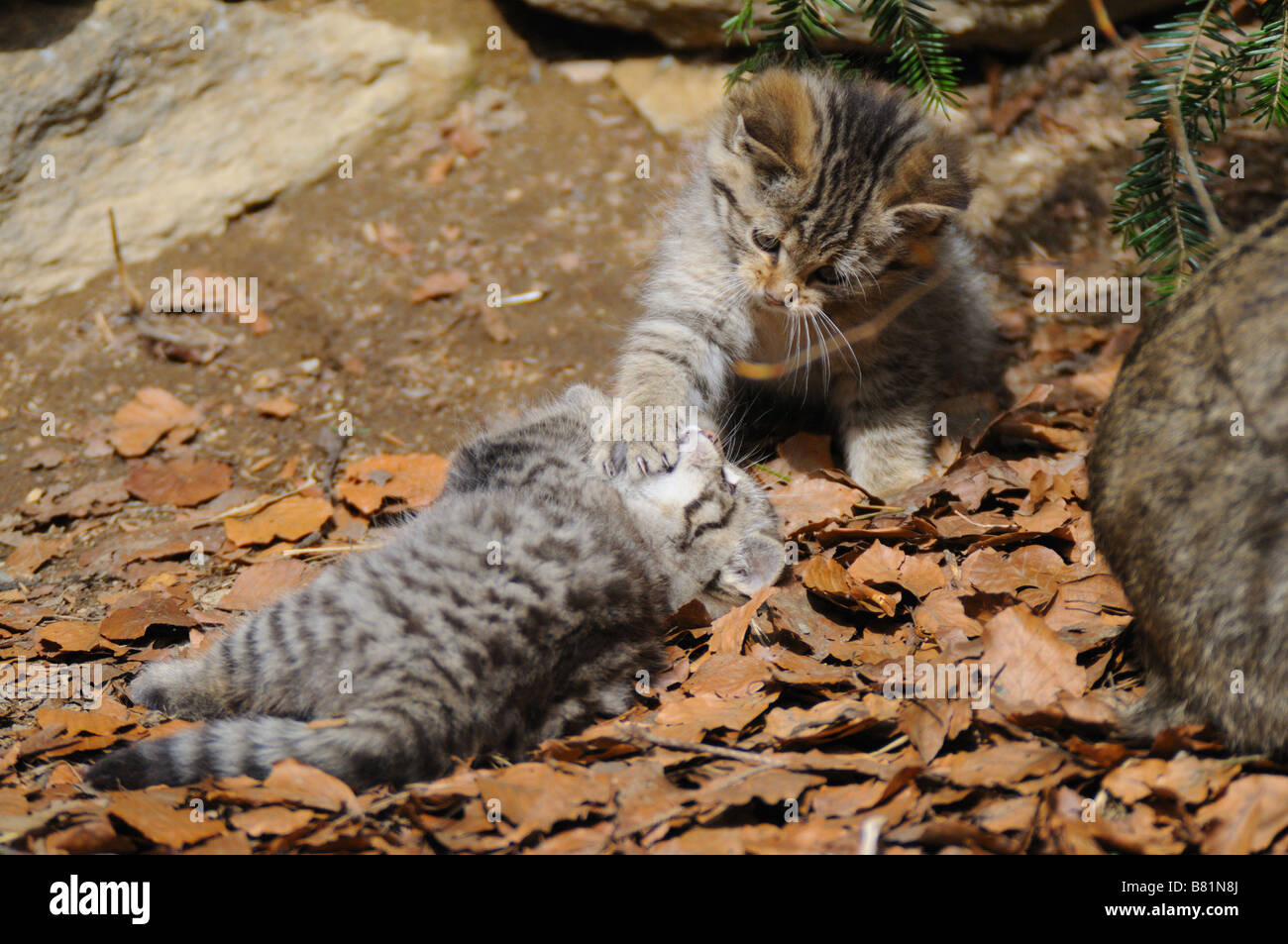 Wildcat predator game predator predators hi-res stock photography and ...