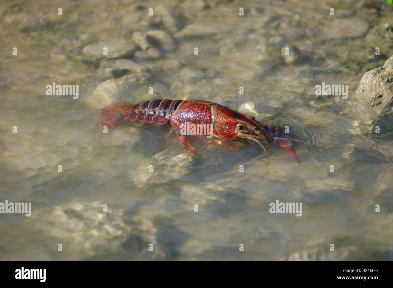 Picture of Crayfish Stock Photo - Alamy