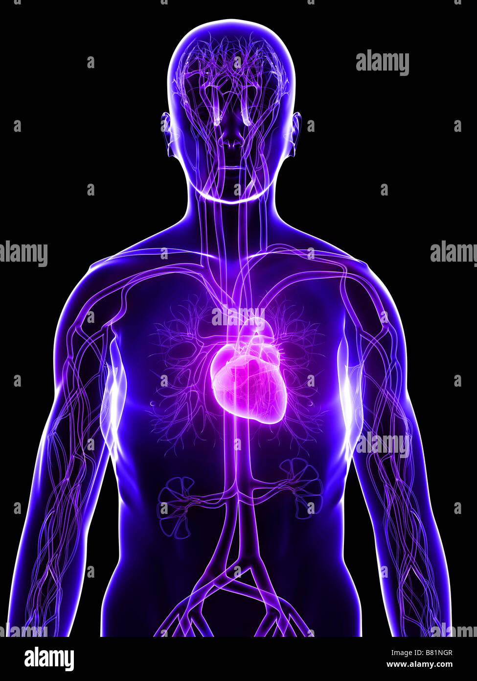 Heart x ray hi-res stock photography and images - Alamy