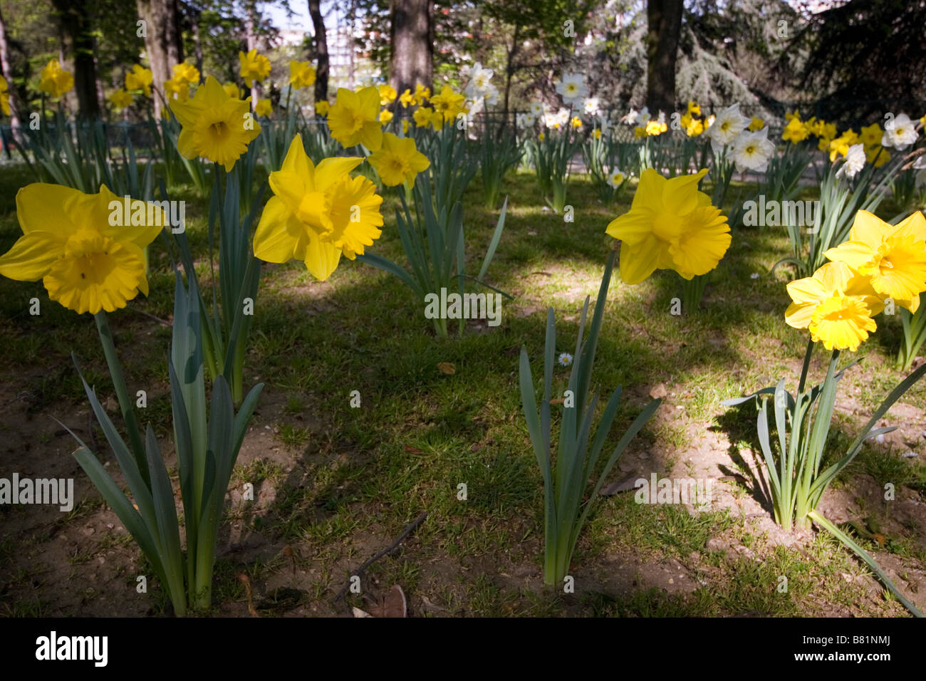 Parisian flowers hi-res stock photography and images - Alamy