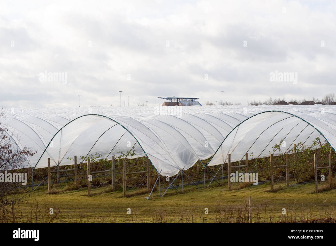 Polytunnels on farm in english hi-res stock photography and images - Alamy