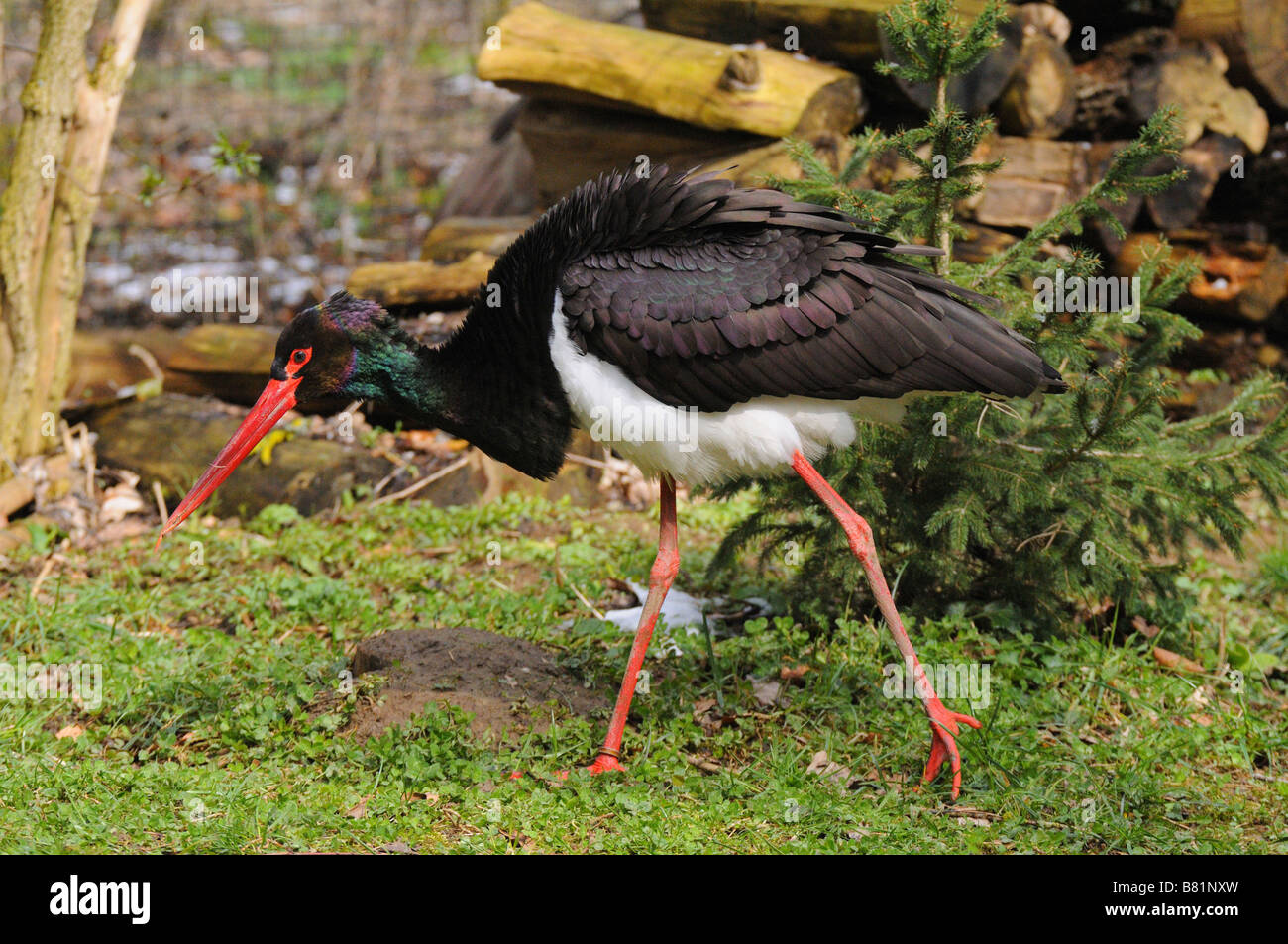 Log piles for wildlife hi-res stock photography and images - Alamy
