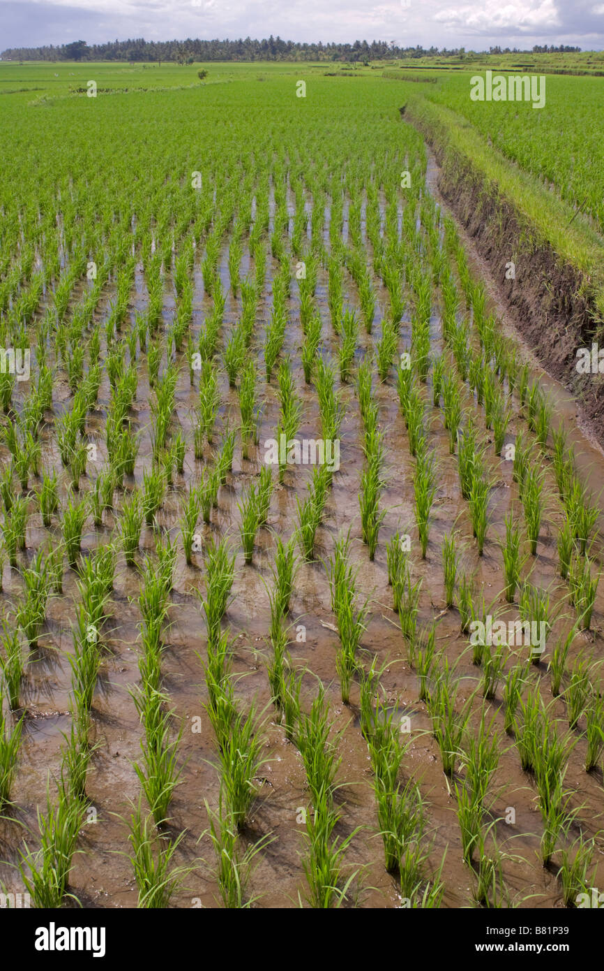 Irrigated rice field hi-res stock photography and images - Alamy