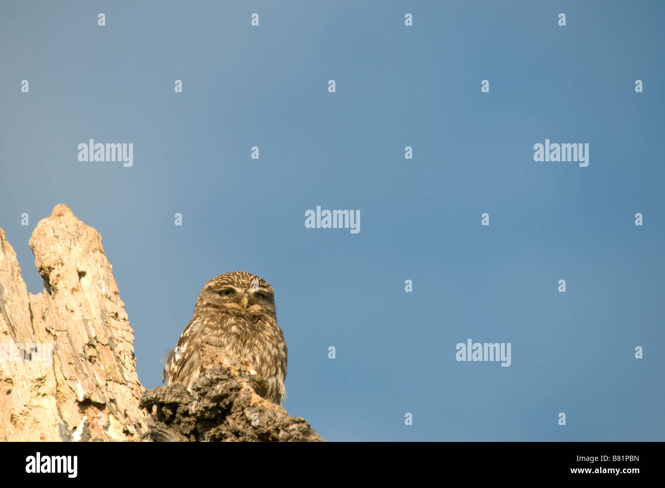 Little Owl looking out into clear blue sky Stock Photo - Alamy