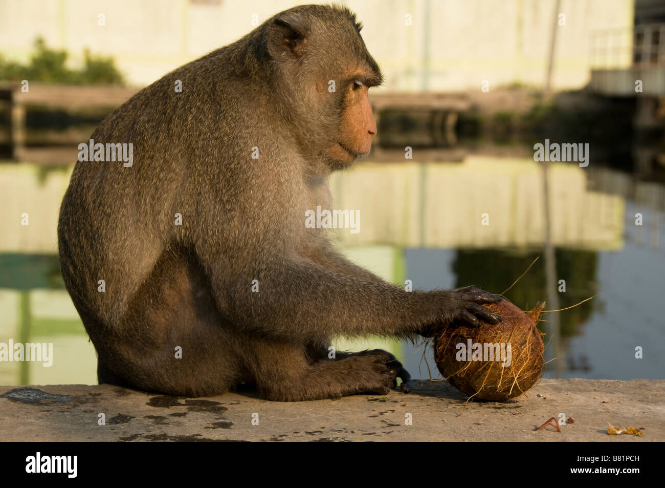 monkey trying to open a coconut in Bangkok Thailand Stock Photo - Alamy