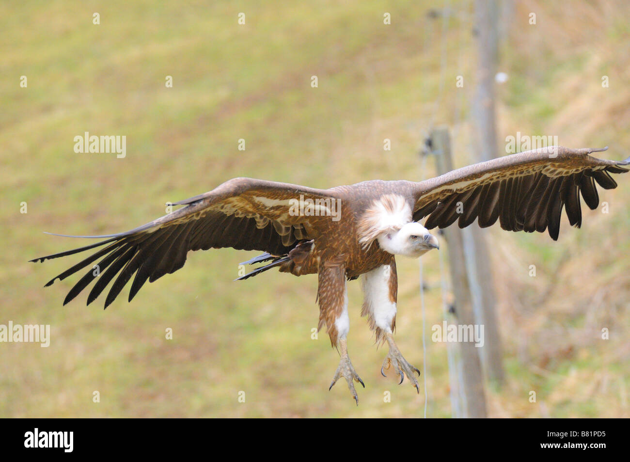 flying griffon vulture Stock Photo - Alamy
