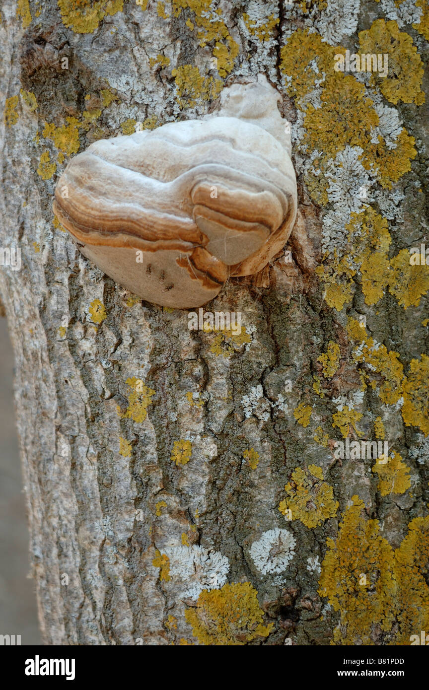 Picture of tree with fungus Stock Photo - Alamy