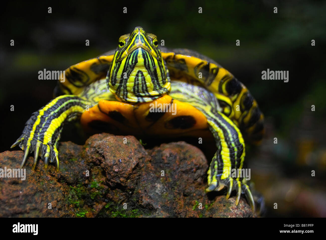 Terrapin rock hi-res stock photography and images - Alamy