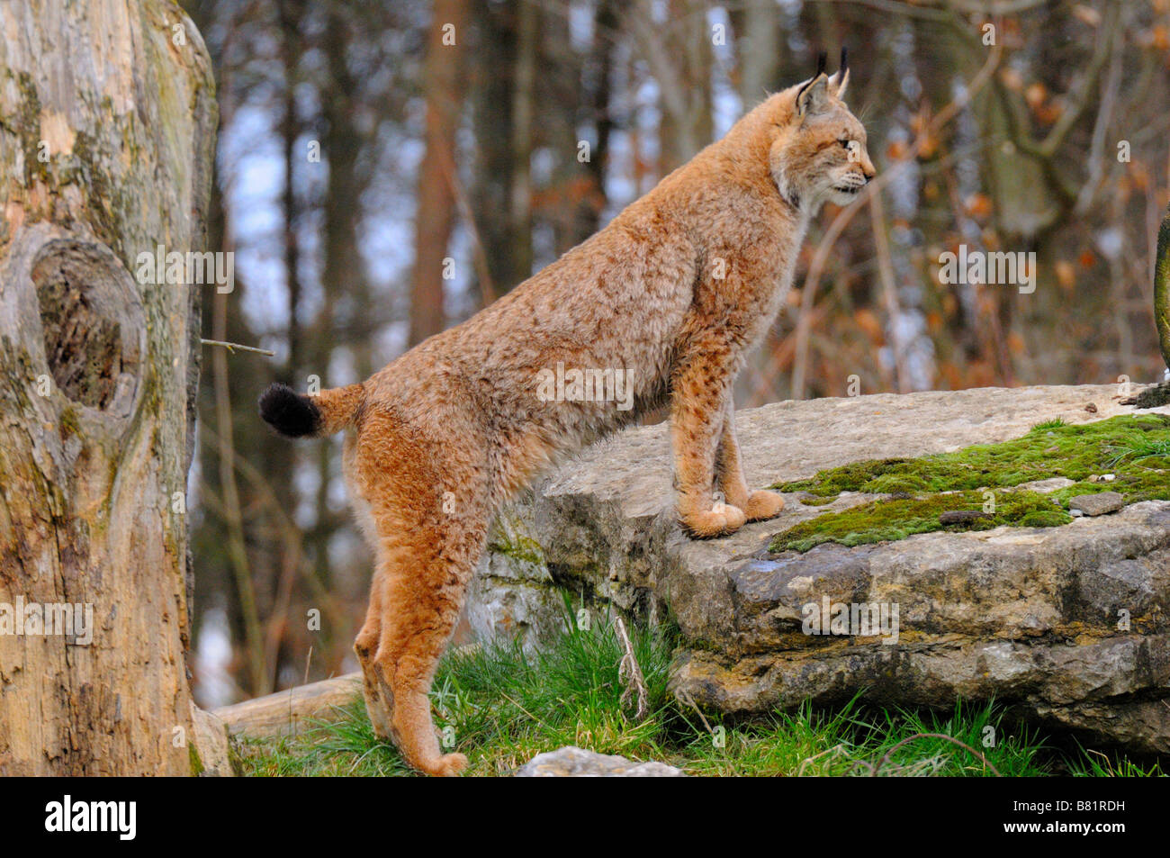Lynx stands hi-res stock photography and images - Alamy