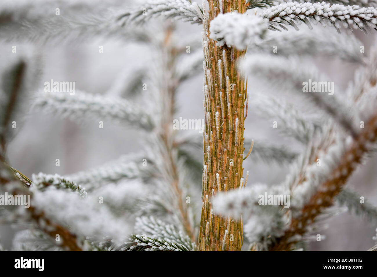 frost crystals on pine needles christmas tree Stock Photo - Alamy