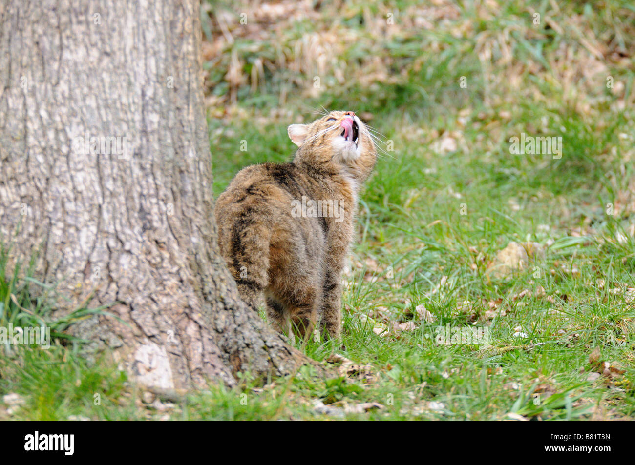 Wildcat wildcats hi-res stock photography and images - Alamy