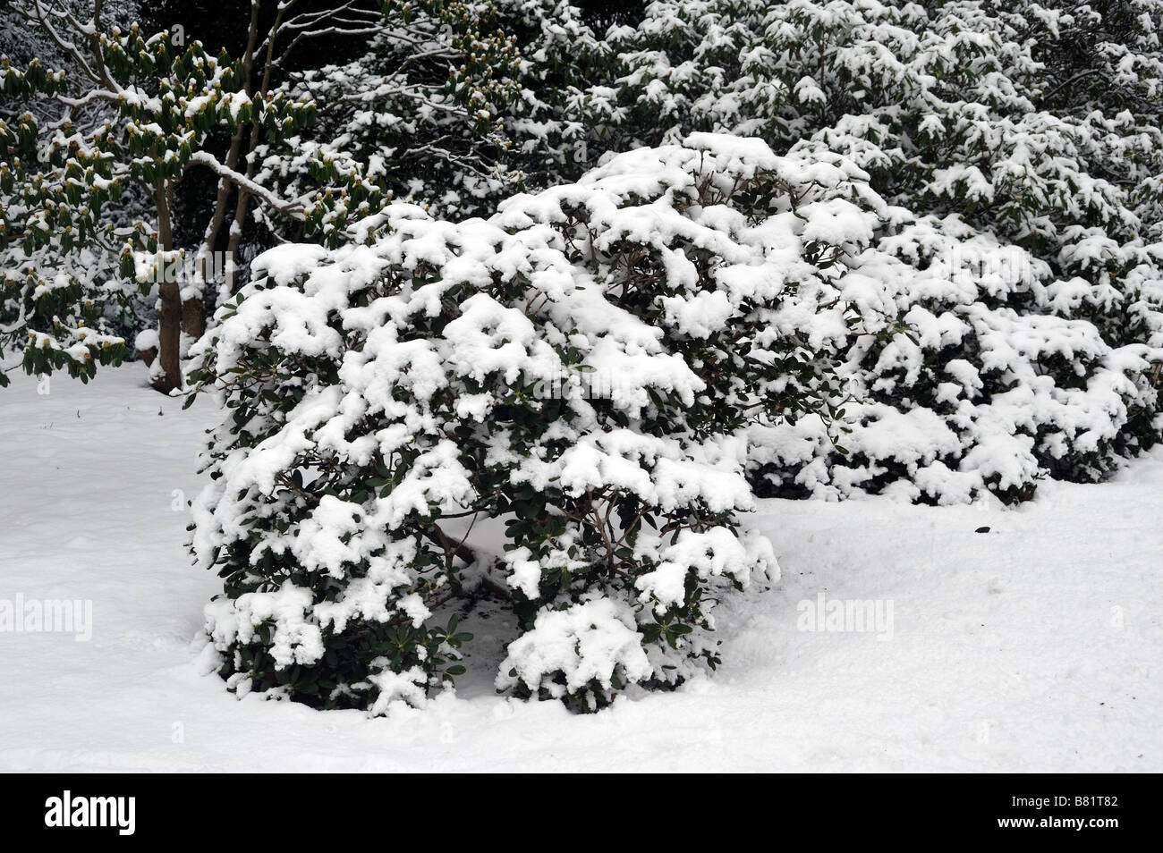 Rhododendron covered in snow Stock Photo - Alamy