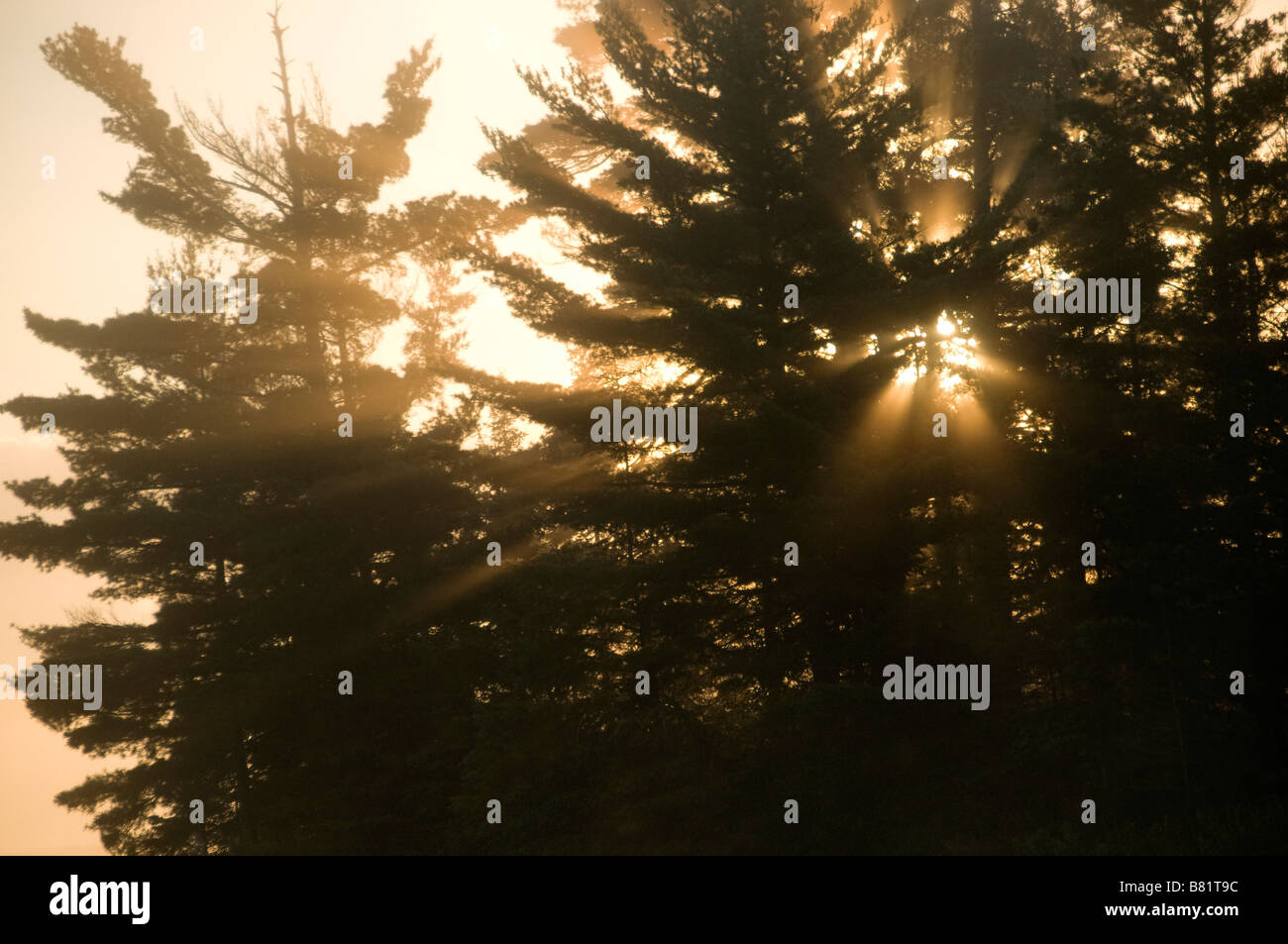 Sun shining through trees Stock Photo - Alamy