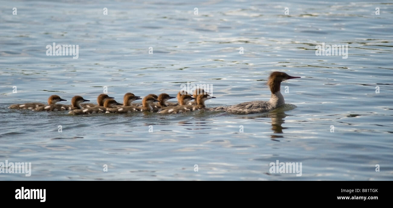 Duck and ducklings swimming in a row Stock Photo - Alamy