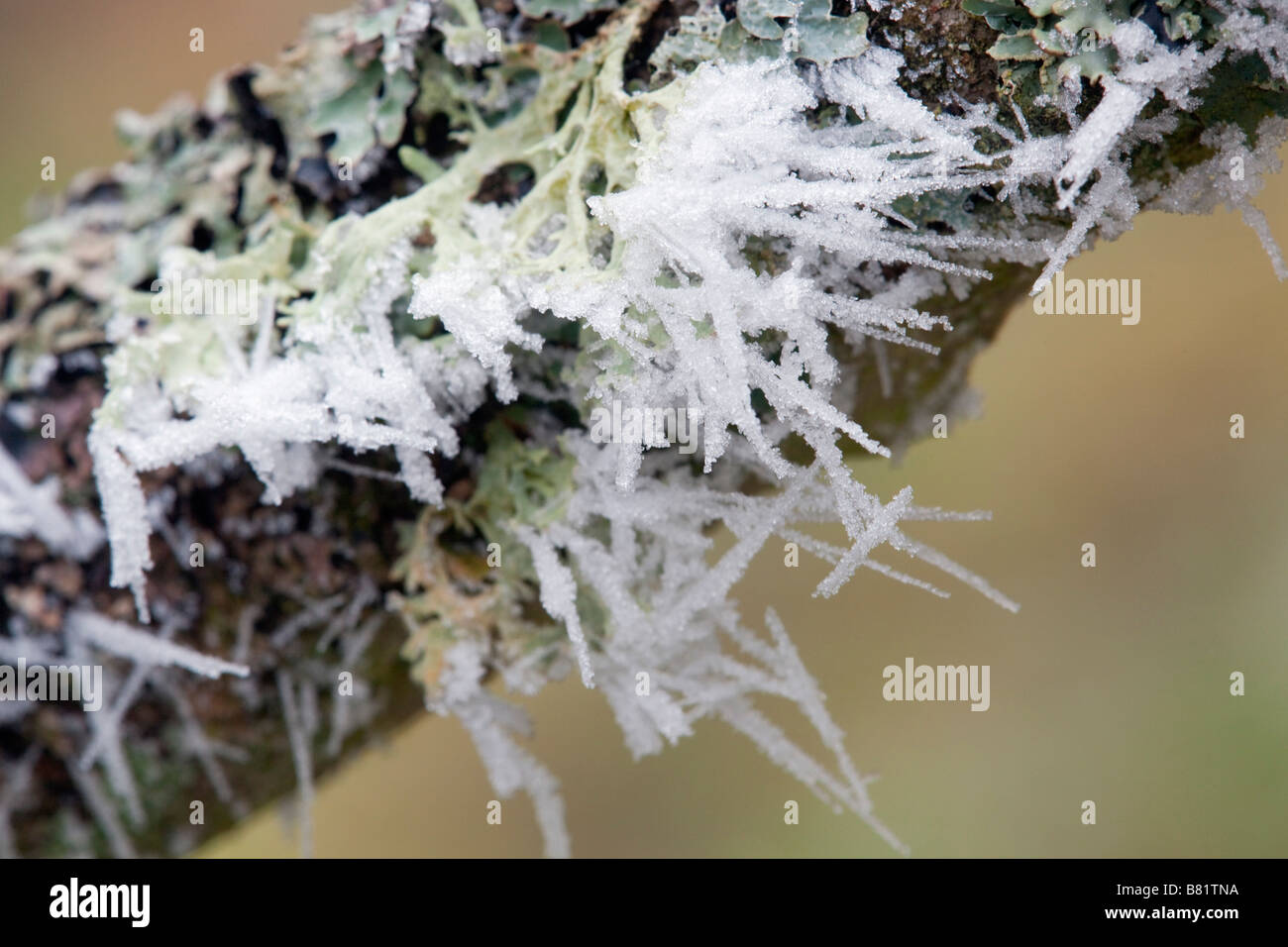 Frost lichen hi-res stock photography and images - Alamy