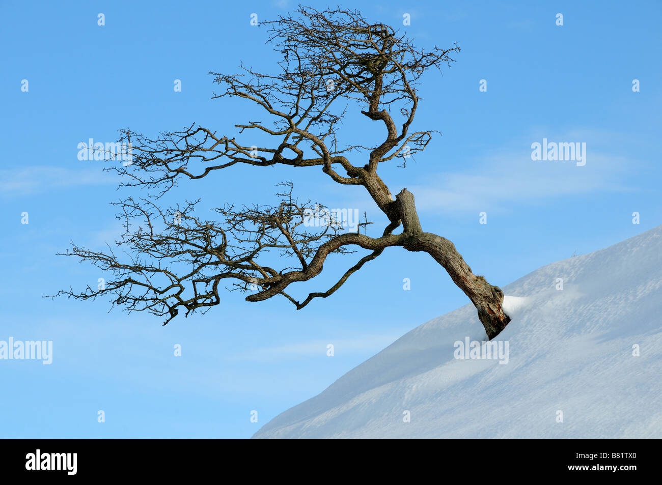 Windblown hawthorn tree in snow against a blue sky Black Mountain ...