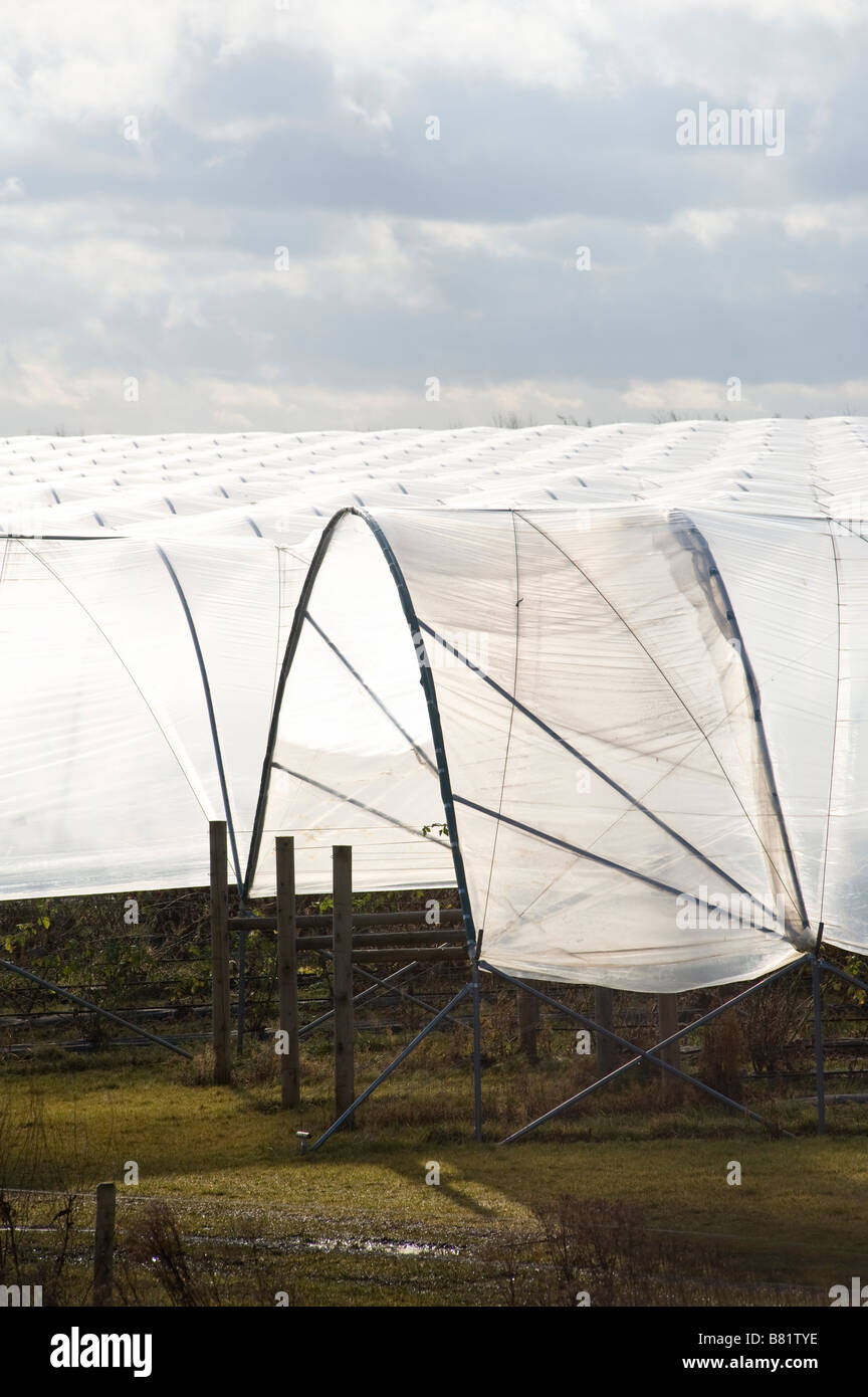 Polytunnels on a farm in the english countryside Stock Photo - Alamy