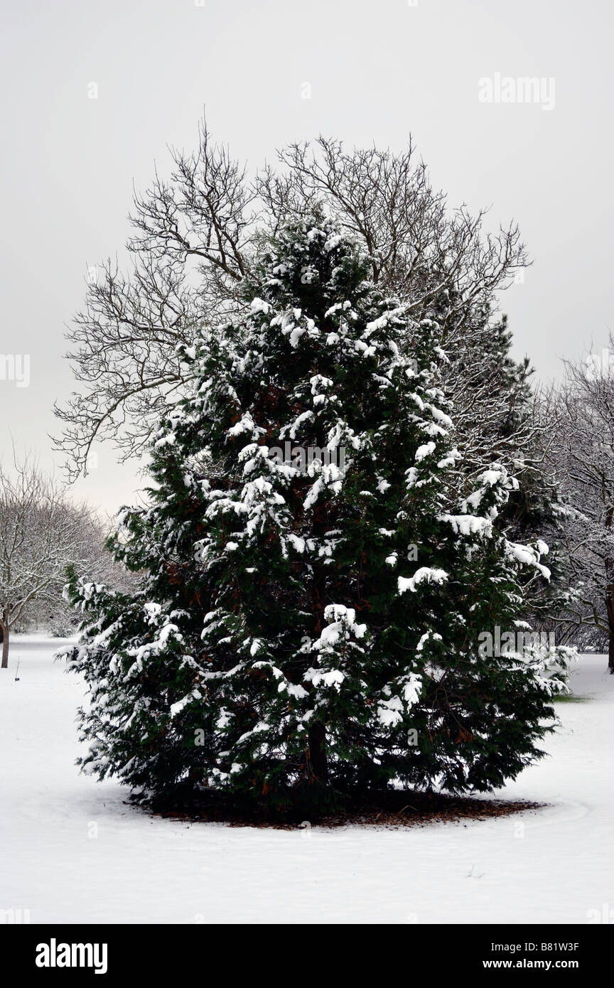 Evergreen tree winter scene hi-res stock photography and images - Alamy