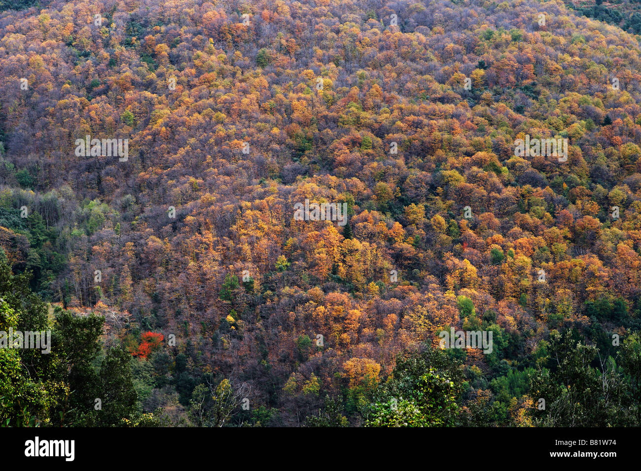 Abstract forrest painting hi-res stock photography and images - Alamy