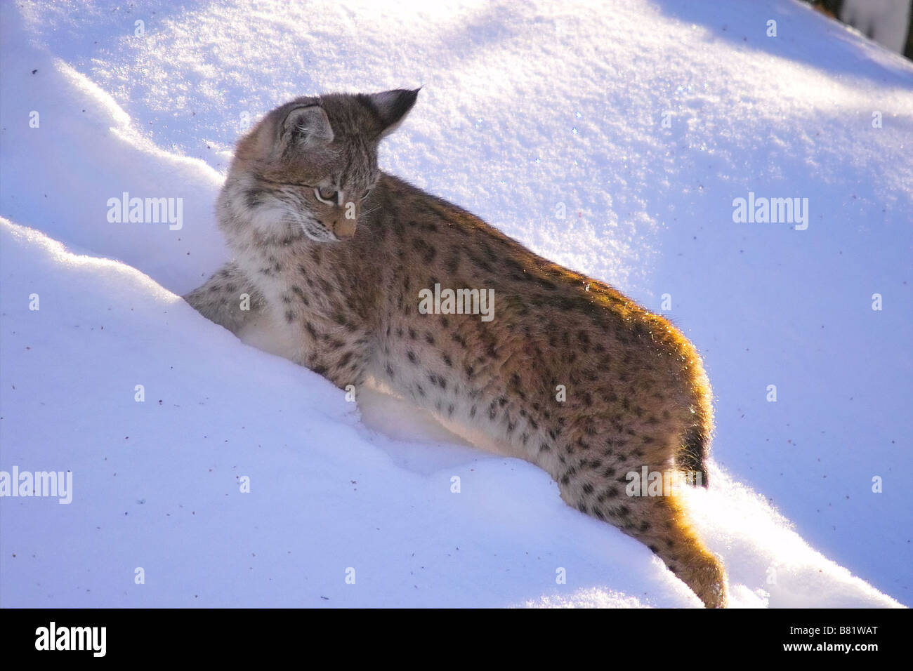 Young eurasian lynx on snow hi-res stock photography and images - Alamy