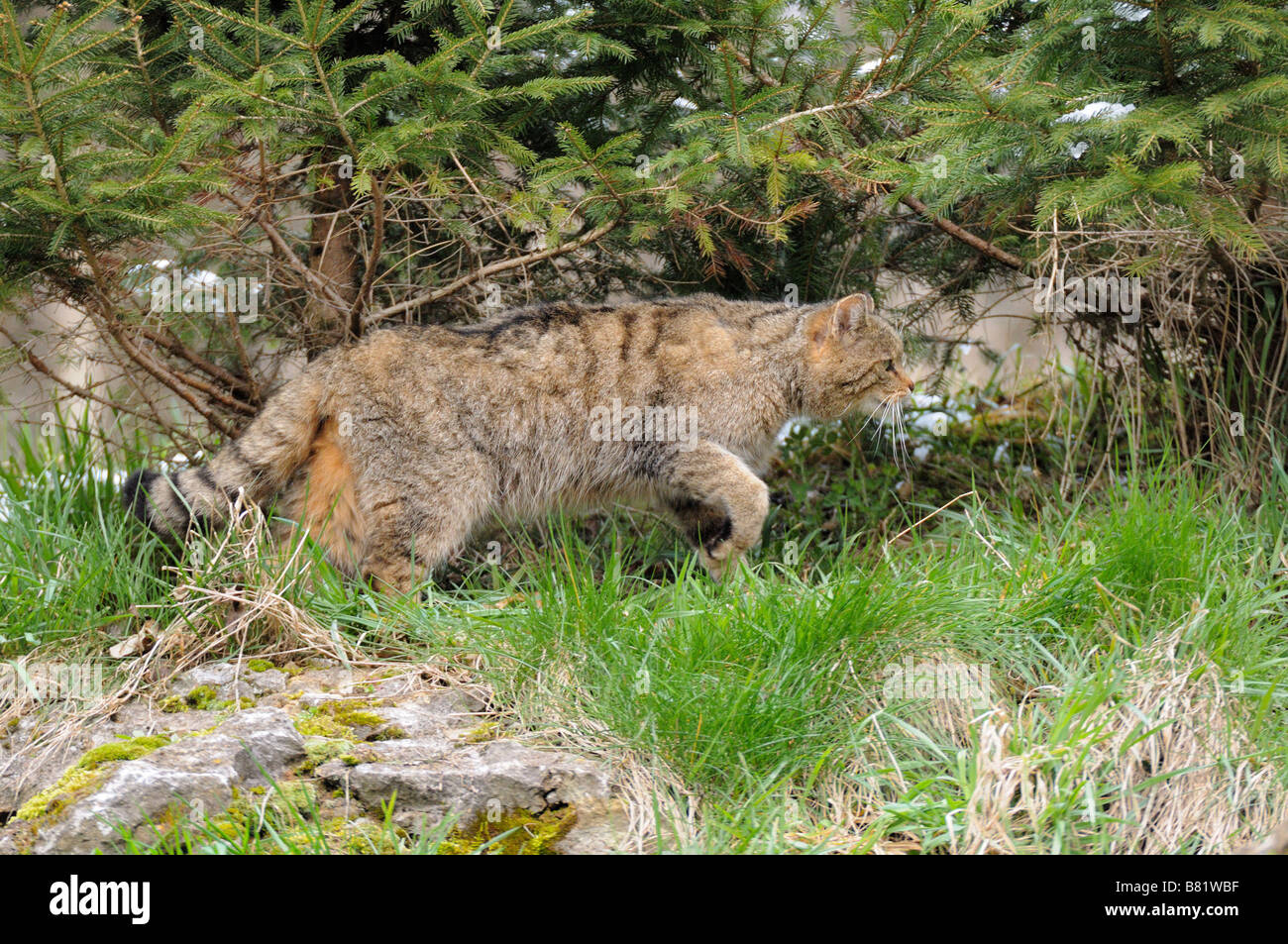 Wildcat wildcats hi-res stock photography and images - Alamy