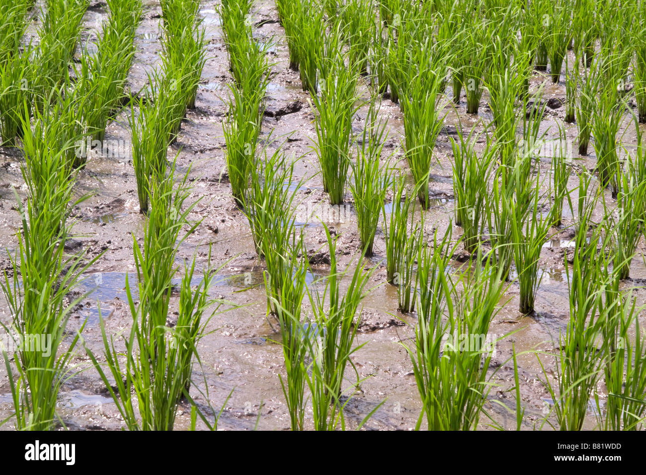 Irrigated rice field hi-res stock photography and images - Alamy