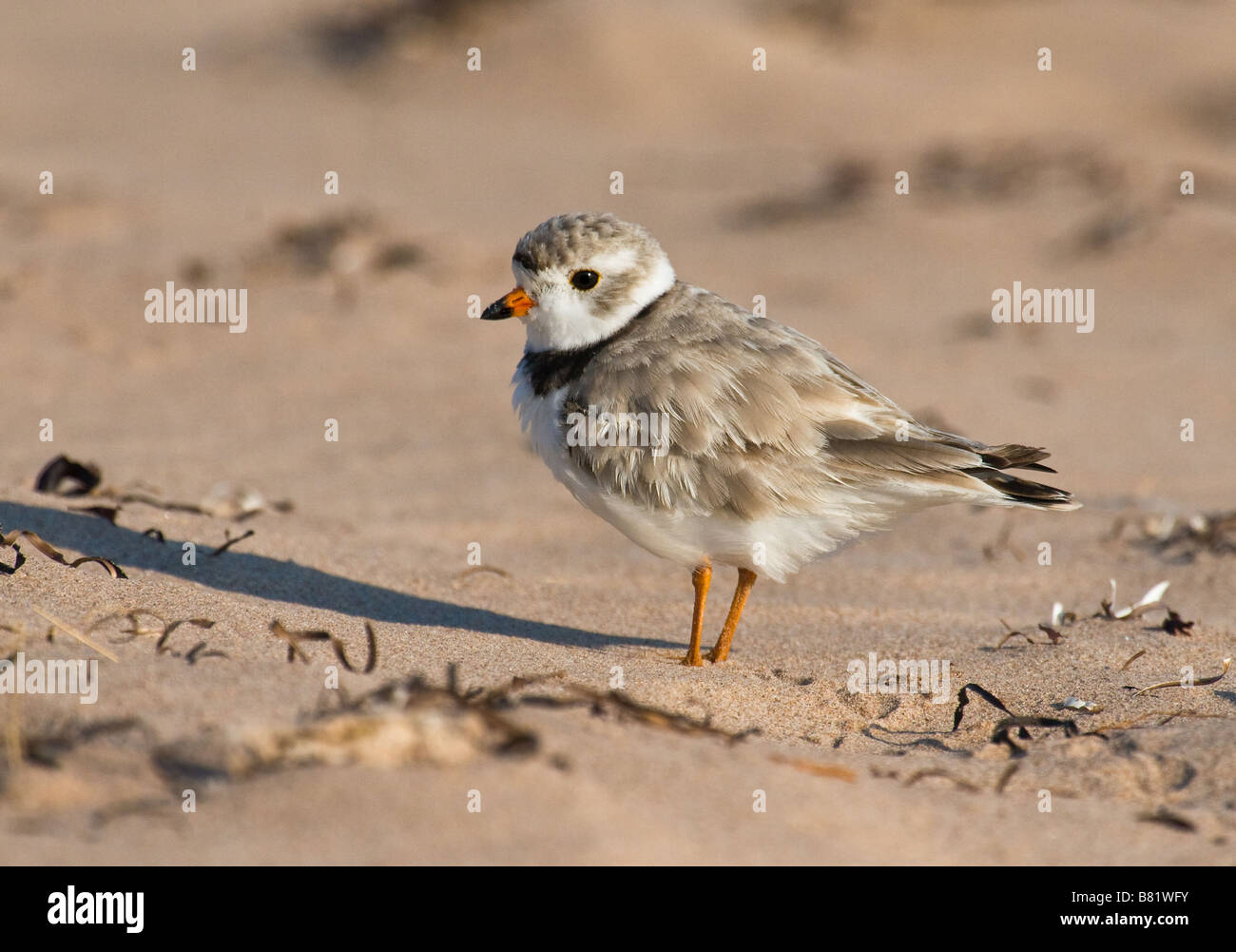 Piping plover on the shore Stock Photo - Alamy