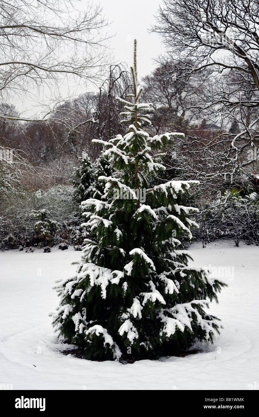 Evergreen tree winter scene hi-res stock photography and images - Alamy