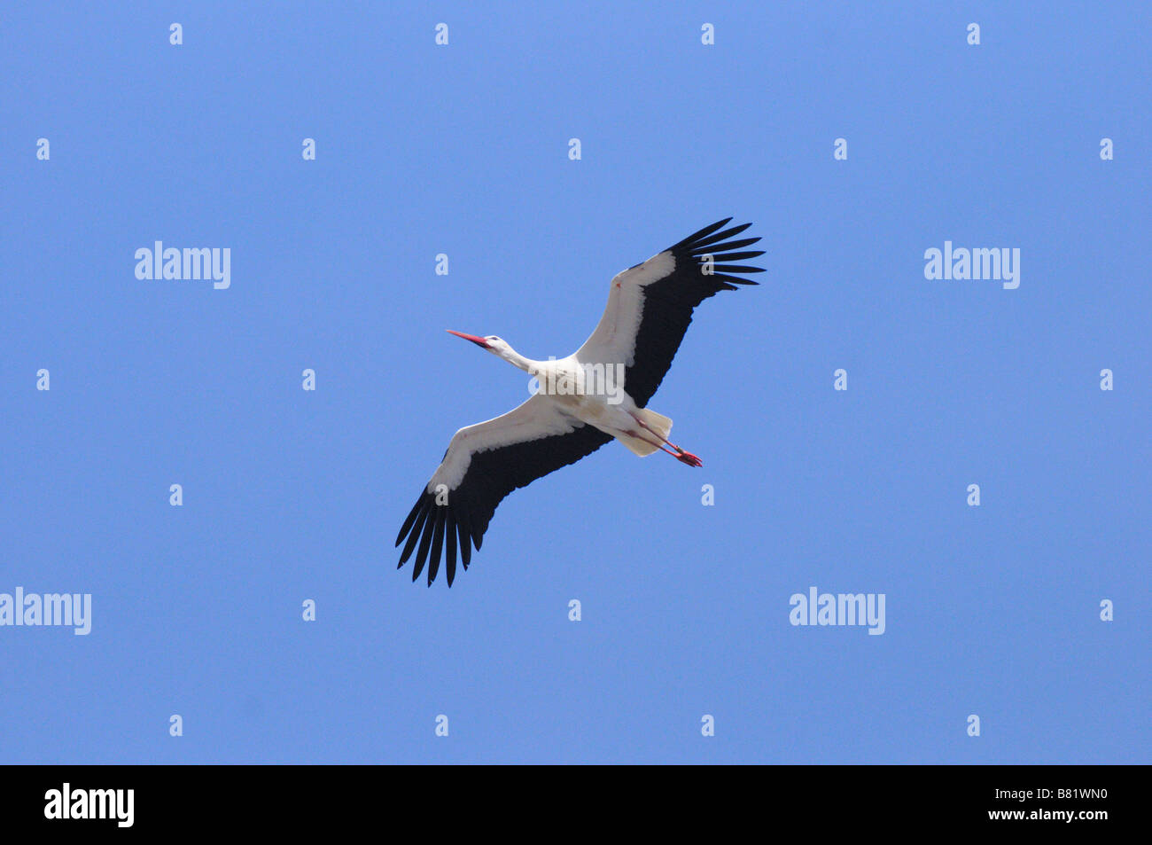 flying white stork Stock Photo - Alamy