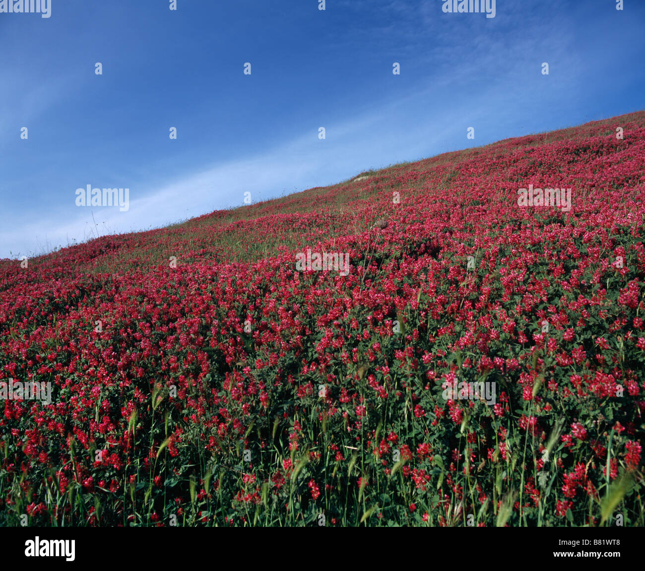 Field of flowering lucerne on a hillside in Palermo province of central ...