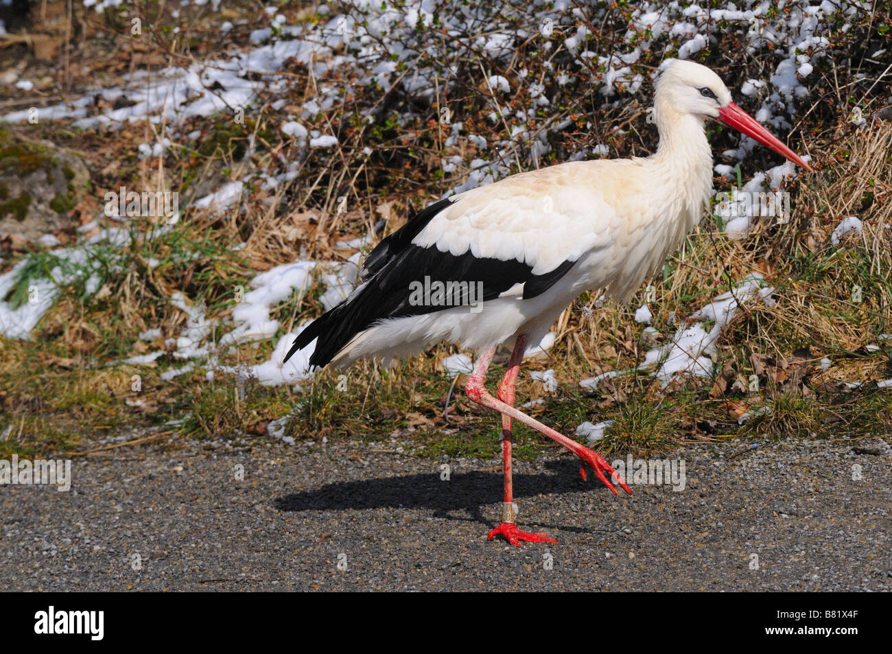 White stork ciconia walks hi-res stock photography and images - Alamy