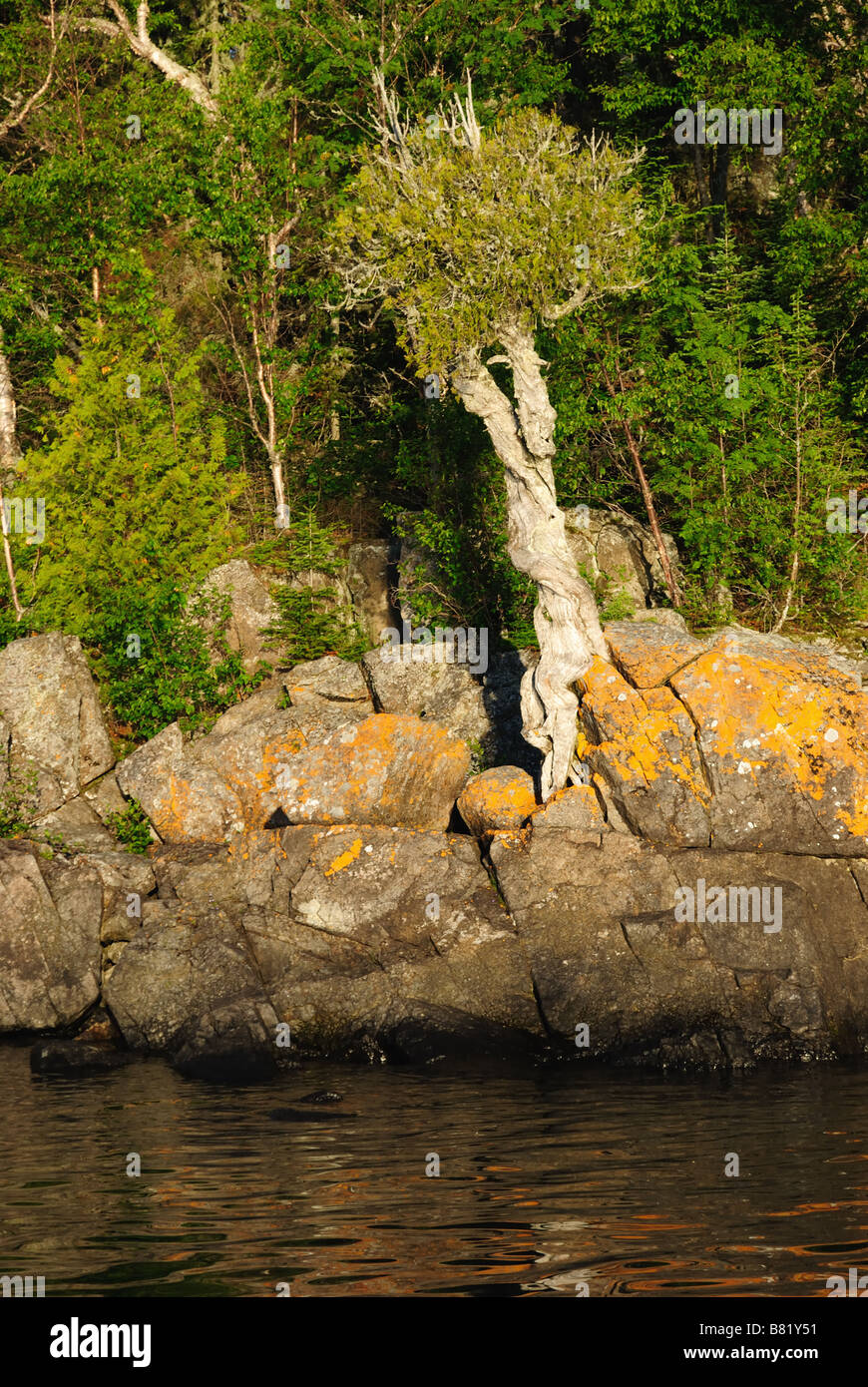 Witch tree hi-res stock photography and images - Alamy