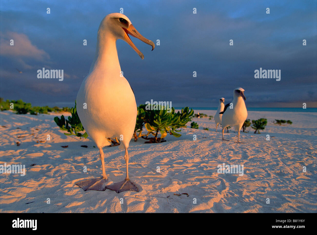Laysan Albatross (Diomedea immutabilis) Sunrise, Midway Atoll, Hawaii ...