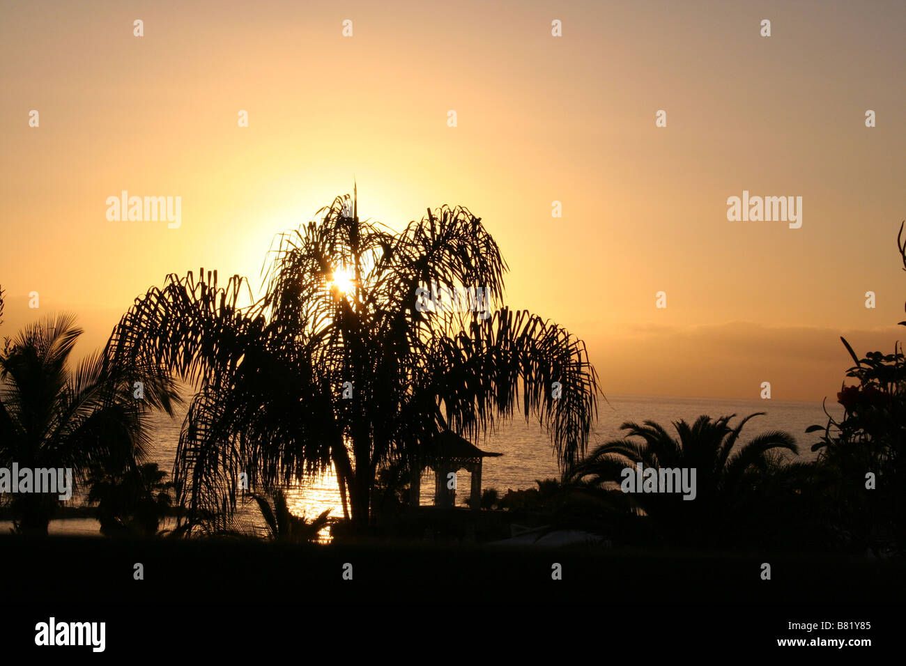 Sunset View of the Atlantic and Palm Trees from Costa Adeje in Tenerife ...