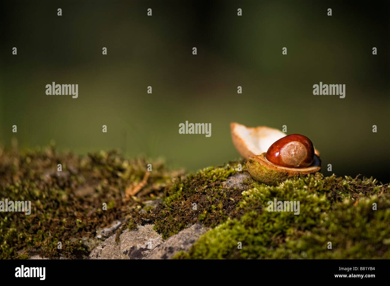 John chestnut hi-res stock photography and images - Alamy