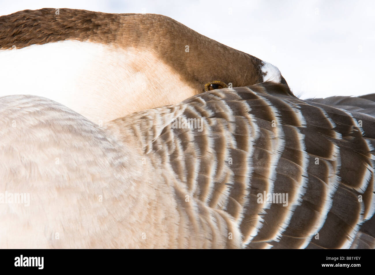 Chinese Geese Close Up High Resolution Stock Photography and Images - Alamy