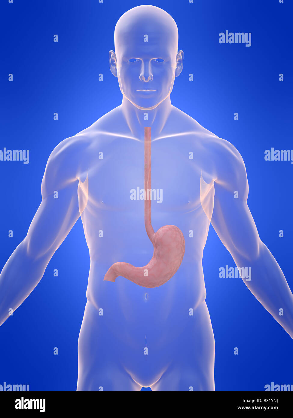 Stomach body hi-res stock photography and images - Alamy