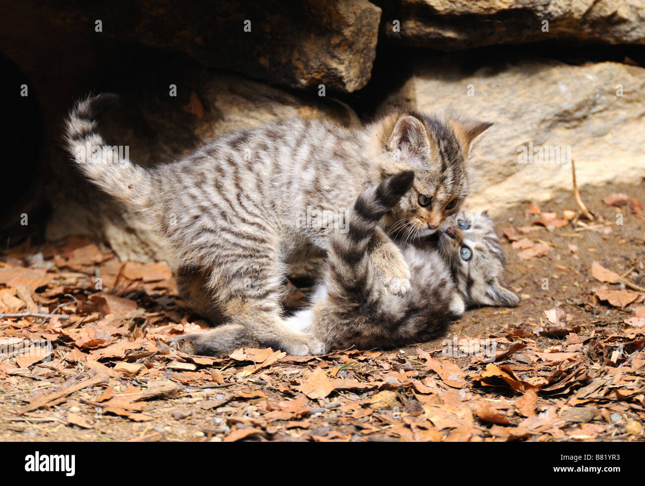 Wildcat predator game predator predators hi-res stock photography and ...
