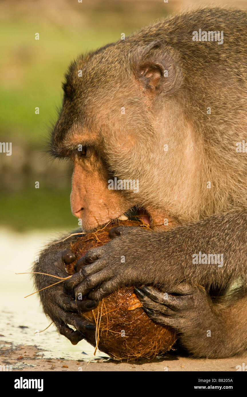 monkey trying to open a coconut in Bangkok Thailand Stock Photo - Alamy
