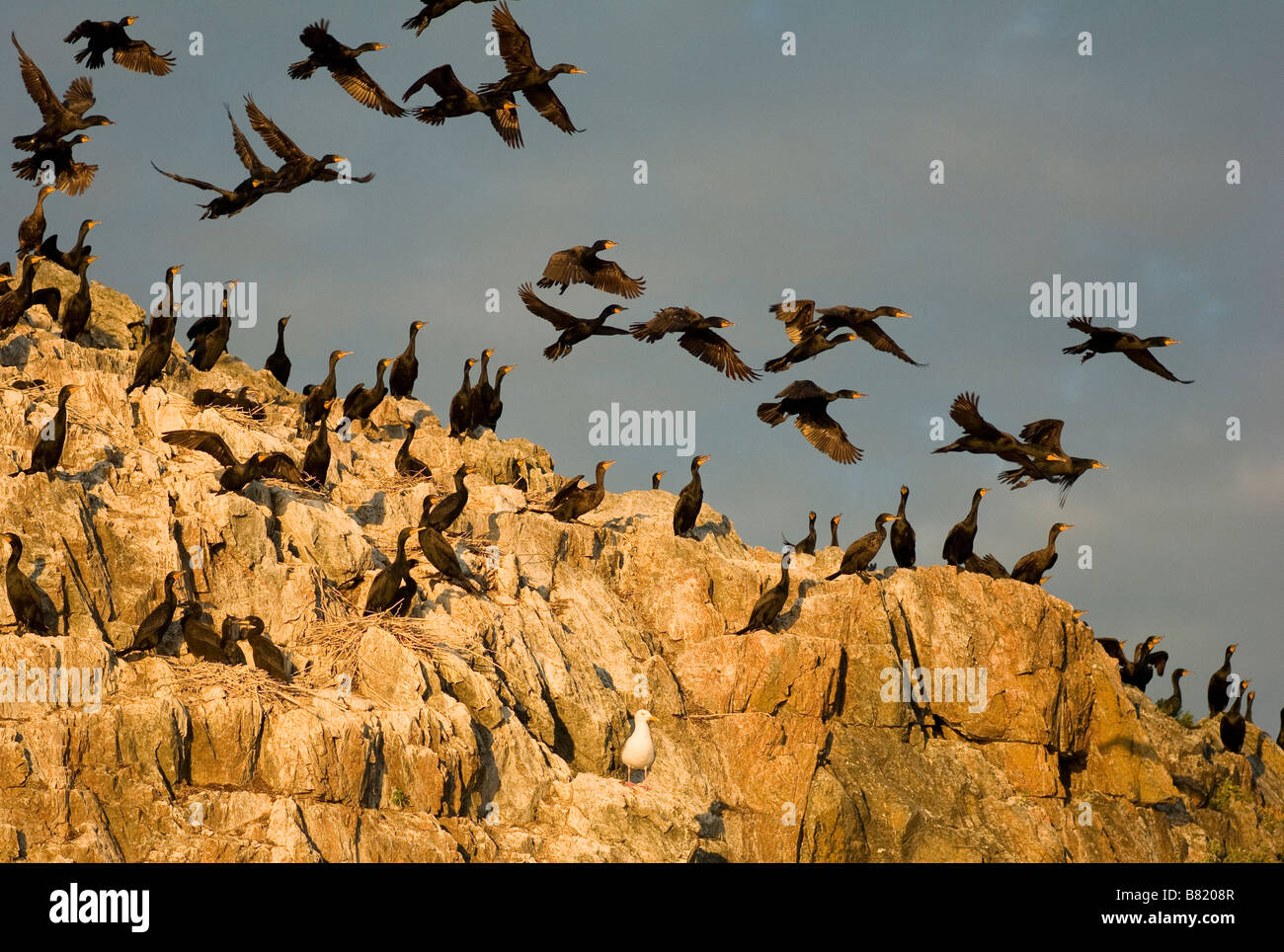 Birds on rocks Stock Photo - Alamy