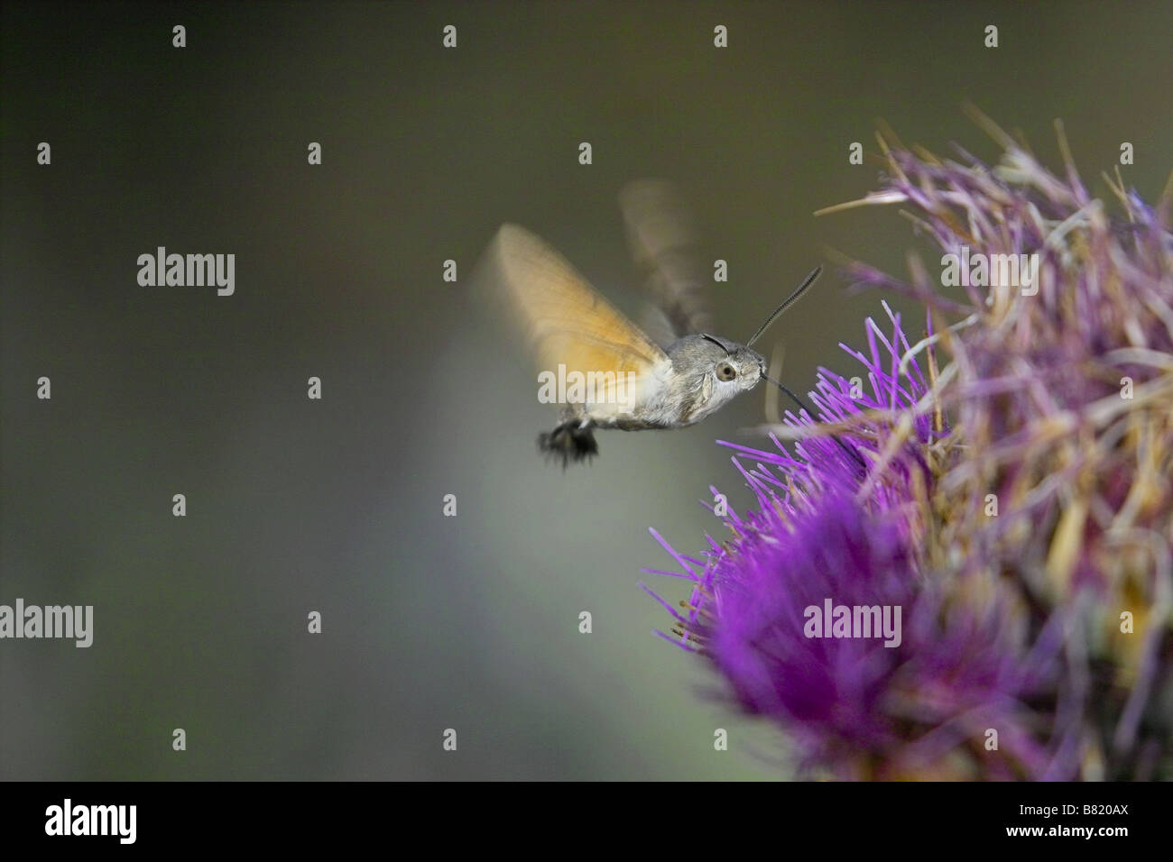 Hummingbird butterflies hi-res stock photography and images - Alamy