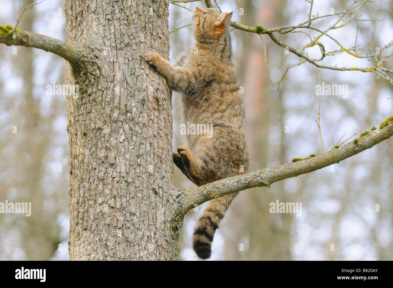 Wildcat felis silvestris climbing tree hi-res stock photography and ...