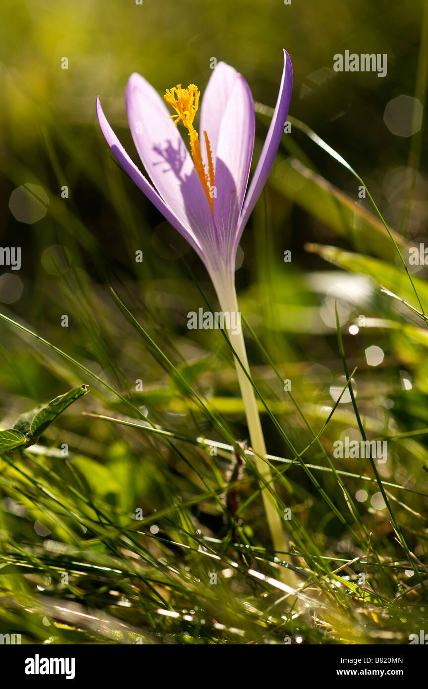 Woodland crocus hi-res stock photography and images - Alamy