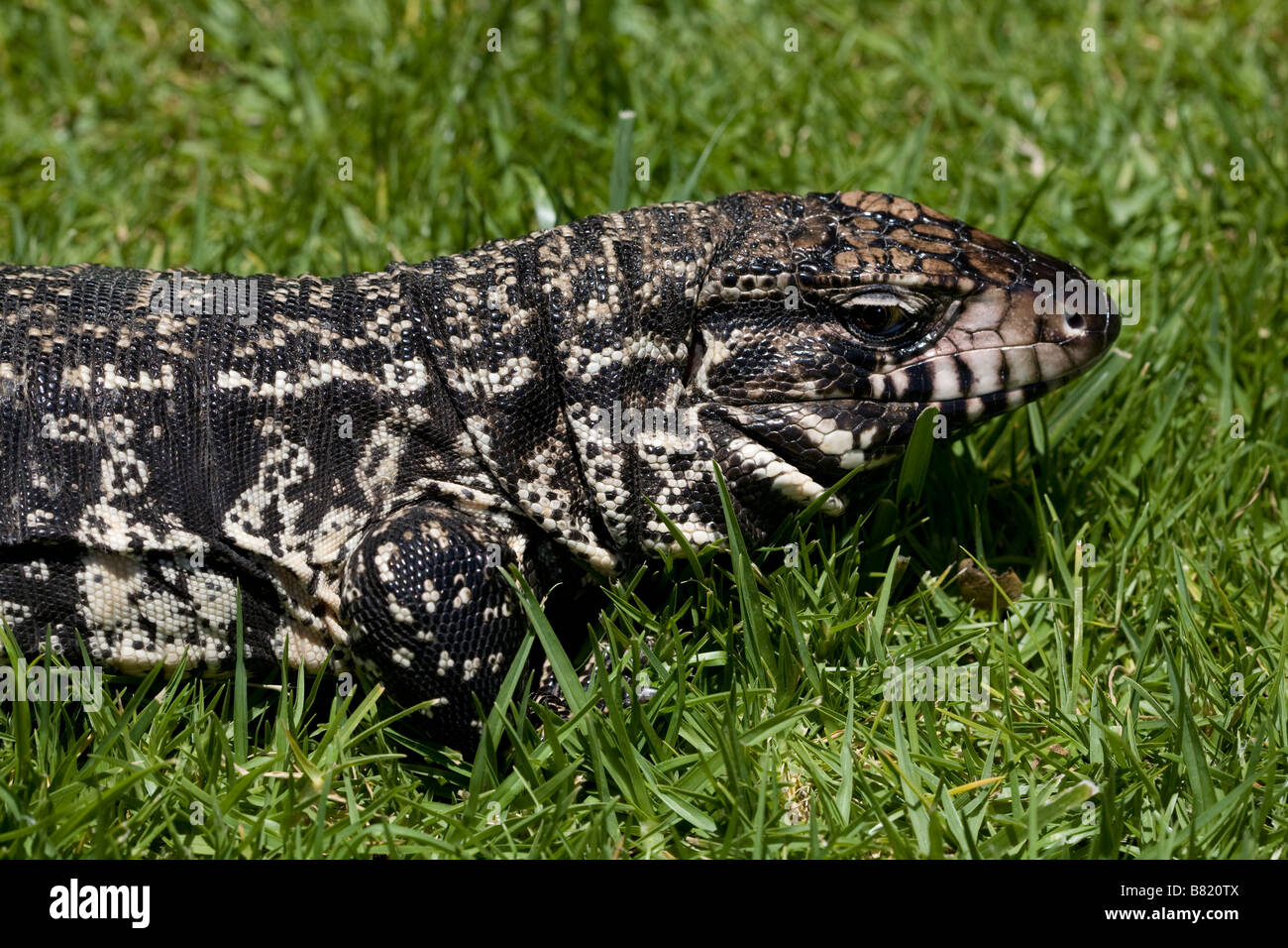 A captive Black and White Tegu, Tupinambis merianae, stalks in grass in ...
