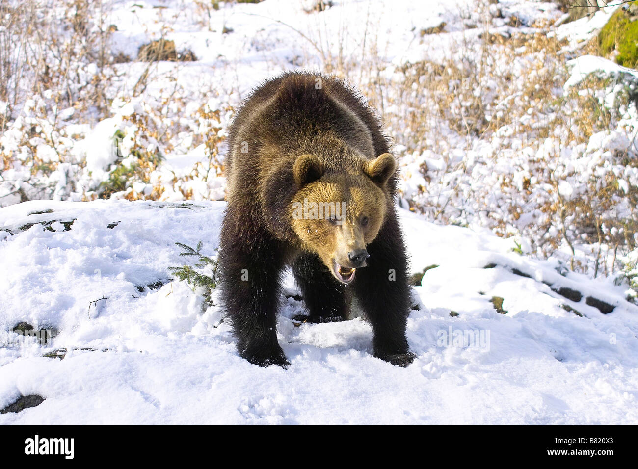 roaring brown bear Stock Photo - Alamy