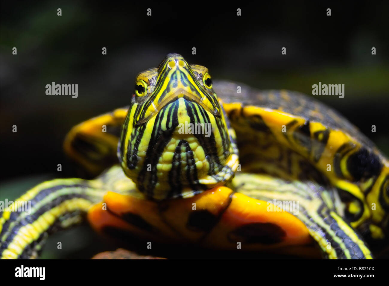 Terrapin portrait hi-res stock photography and images - Alamy